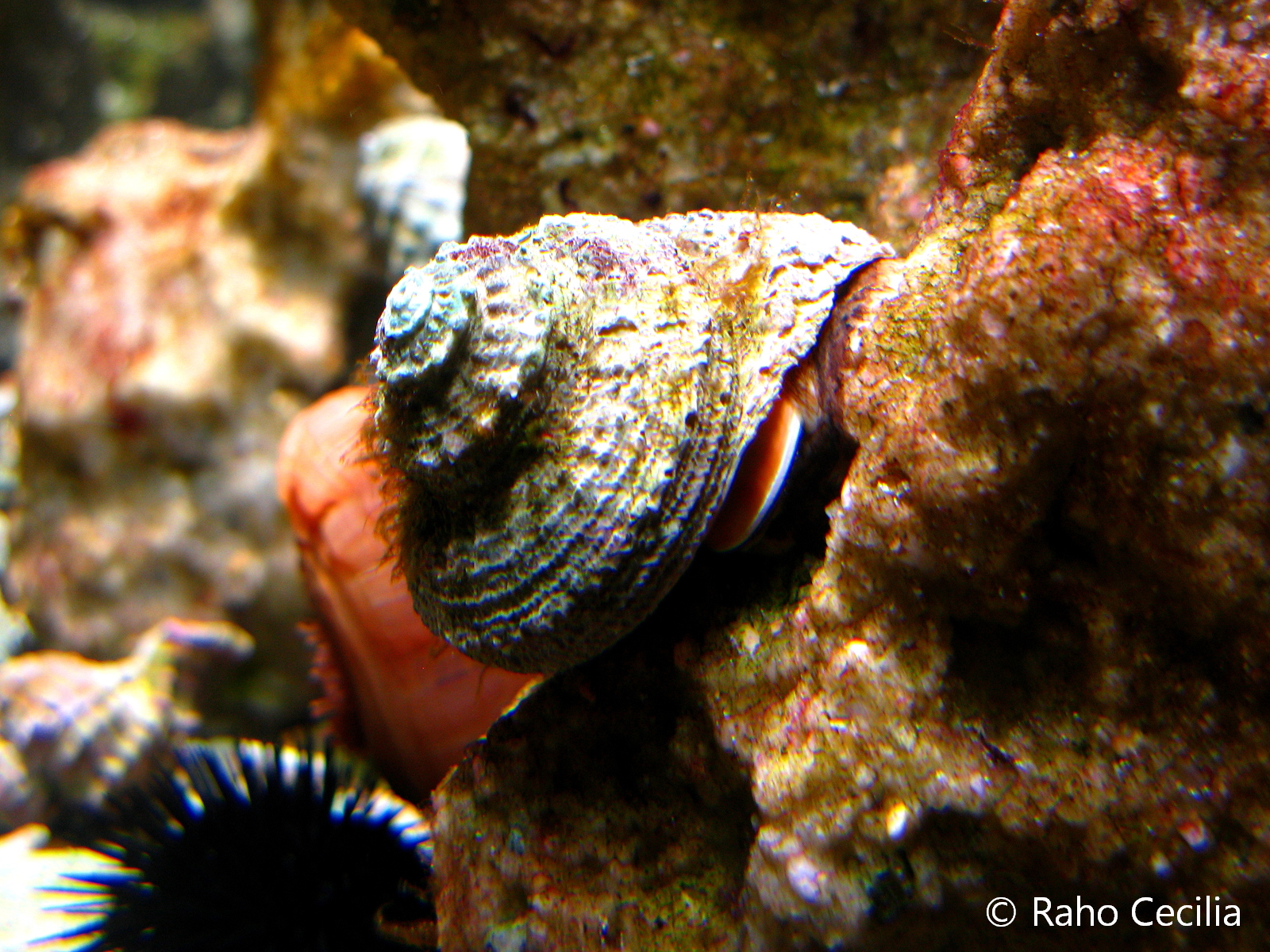 Necton e Plancton: Molluschi: Astrea o Bolma rugosa