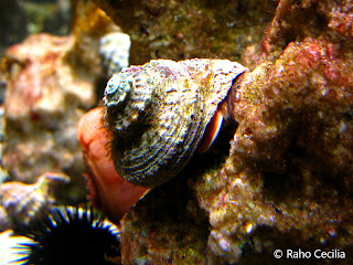 Necton e Plancton: Molluschi: Astrea o Bolma rugosa