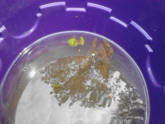 Summer Fun In The Creek: With Indiana Crawfish - Adventures of Kids ...