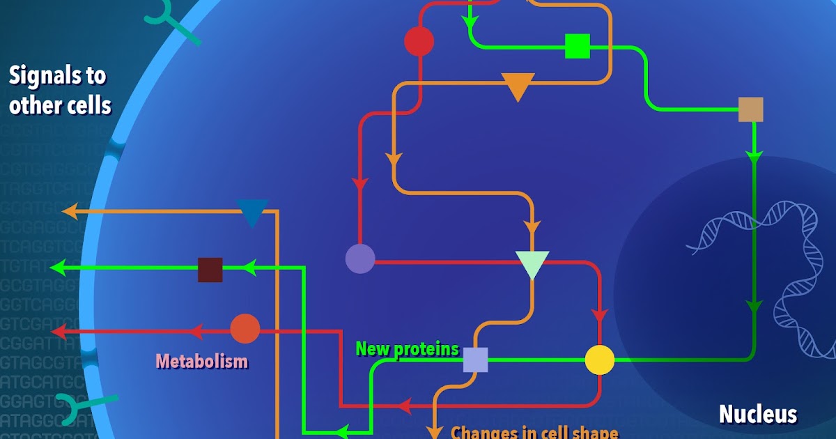 SUNY Morrisville Human Biology: Biological Pathways