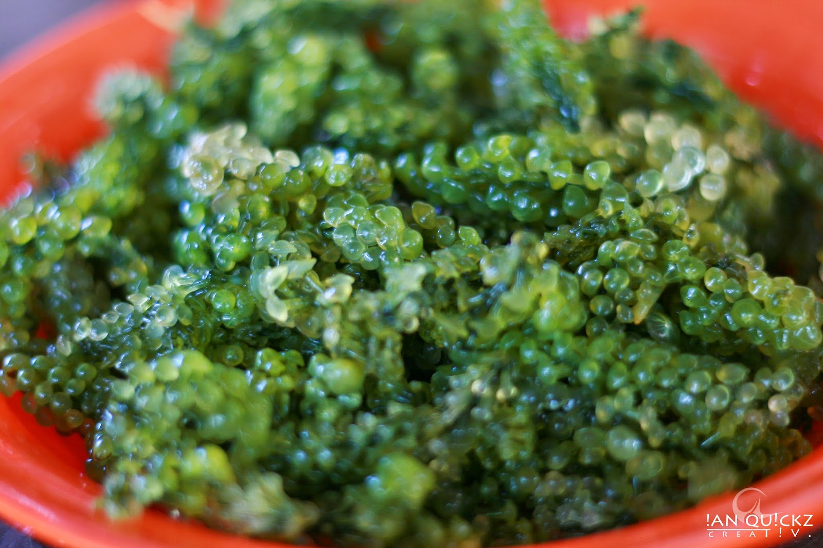 IAN QUICKZ PHOTOGRAPHY: LATO (Caulerpa lentillifera)