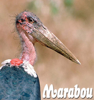 Faktoider: Marabou