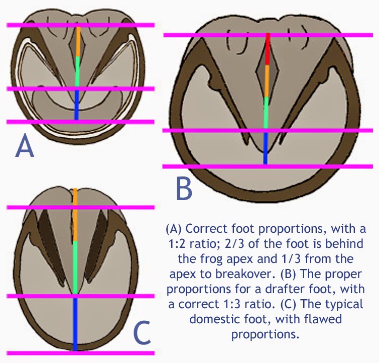 Musings at Minkiewicz Studios LLC: Steppin' Out: Hooves From An ...