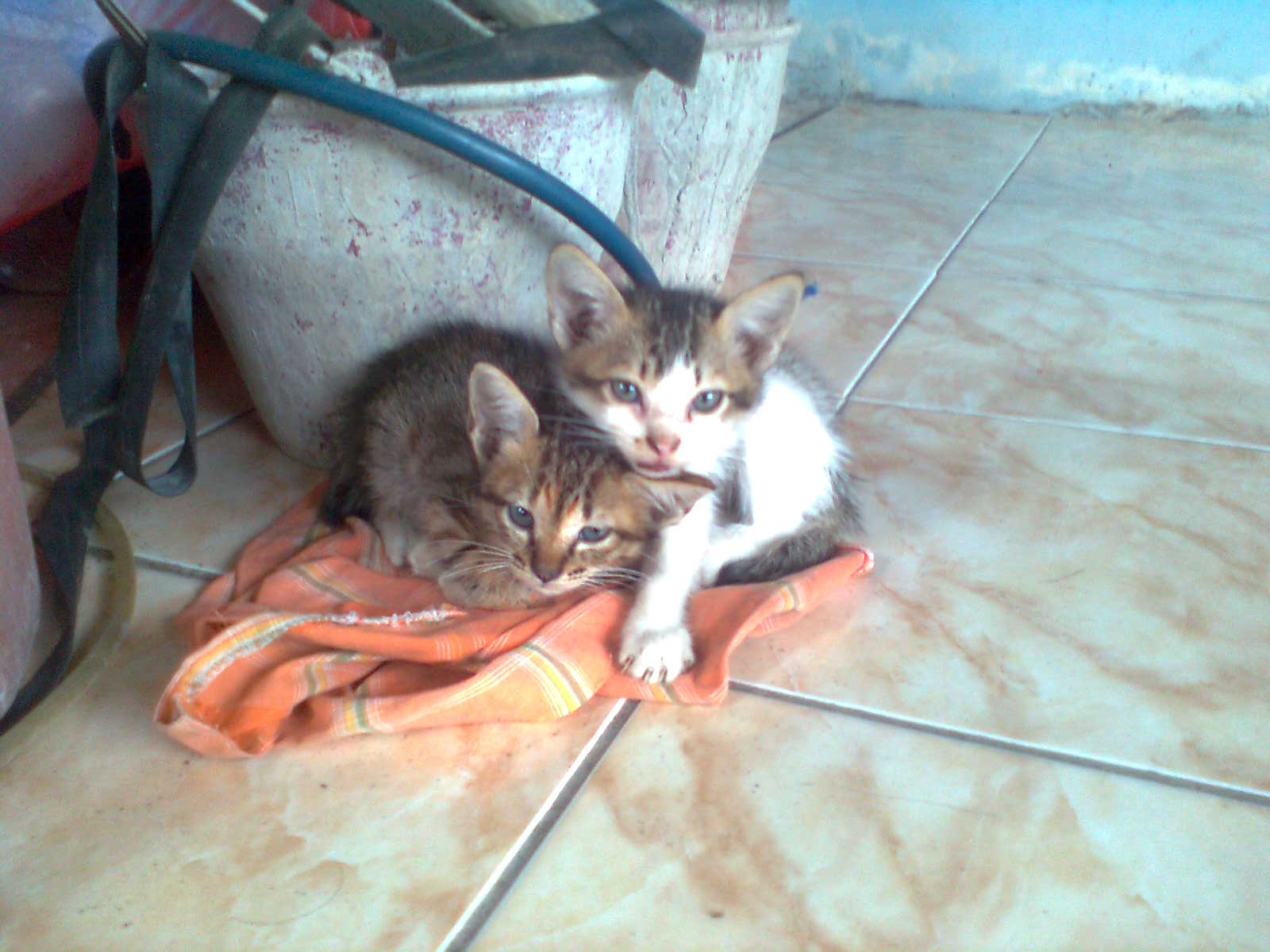 b4: Kucing-Kucing Kecil