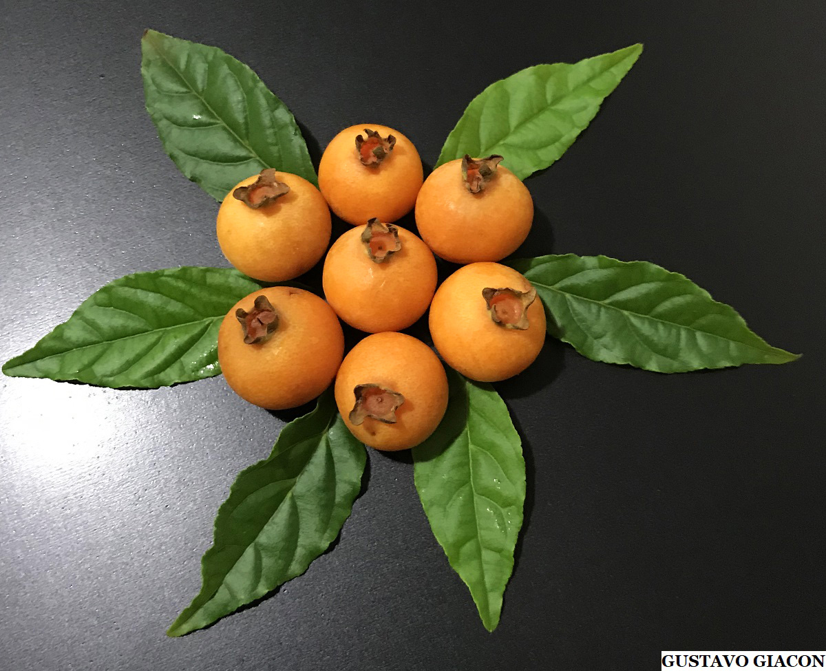 Viveiro Ciprest - Plantas Nativas e Exóticas: Guabiroba Laranja ou ...