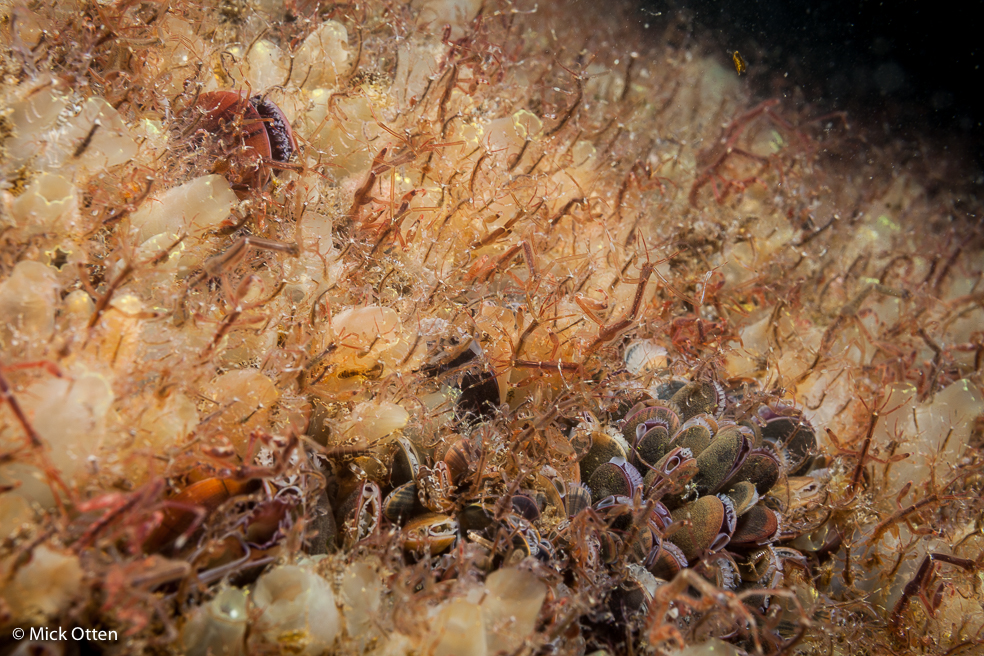 Mick's marine biology: Caprella equilibra en Caprella scaura: twee ...