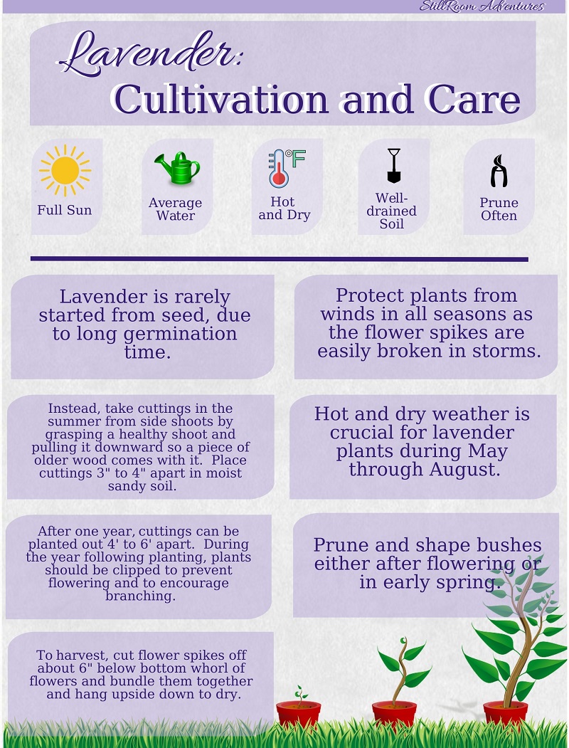 Description and Cultivation of Lavender