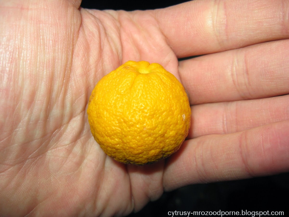 Cytrusy Mrozoodporne: Citrandarin