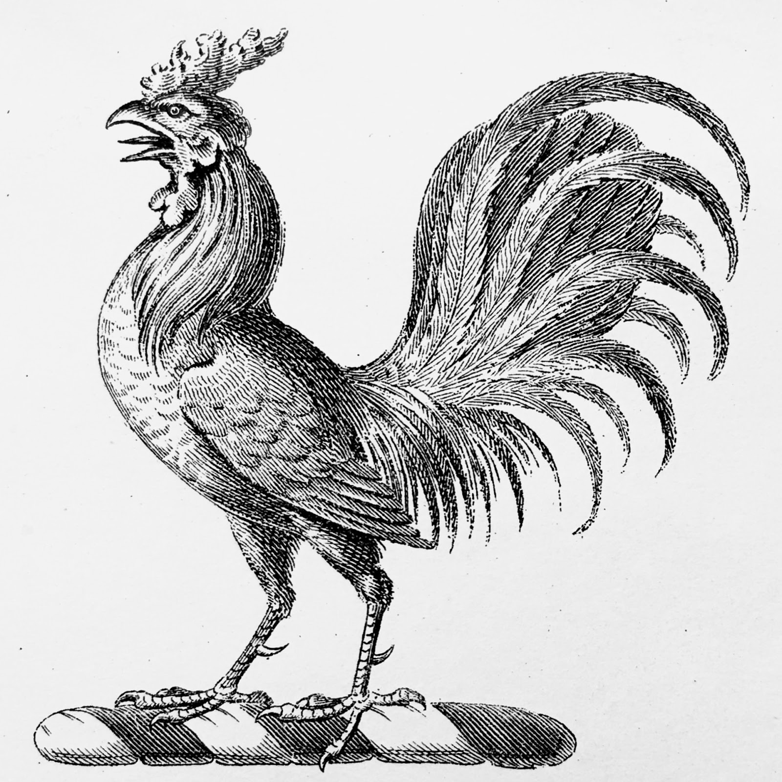 This rooster really has something to crow about on this first day of ...