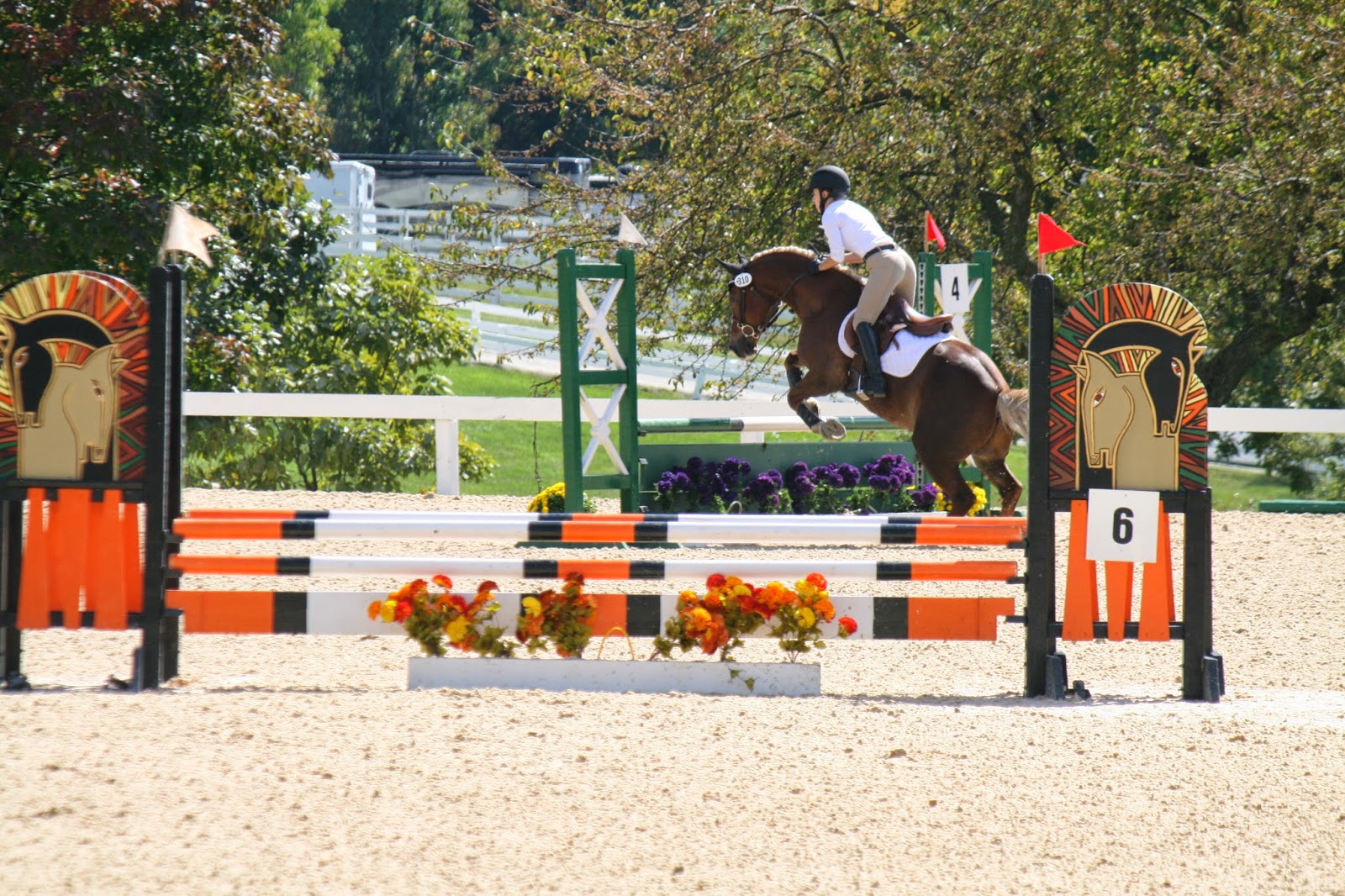 Cob Jockey: Jump Start HT: Show Jumping