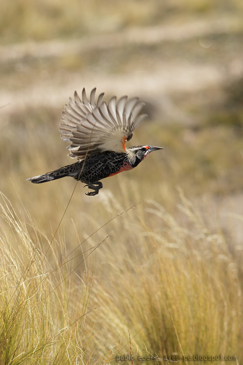 mis fotos de aves: Leistes loyca Loica Long-tailed Meadowlark