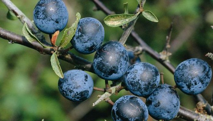 TRNINA (PRUNUS SPINOSA) - Pomaže kod tegoba sa želucem, povećava apetit