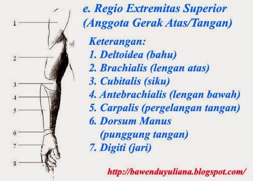 NurseLoveJesus: ANATOMI DAN REGIO TUBUH MANUSIA