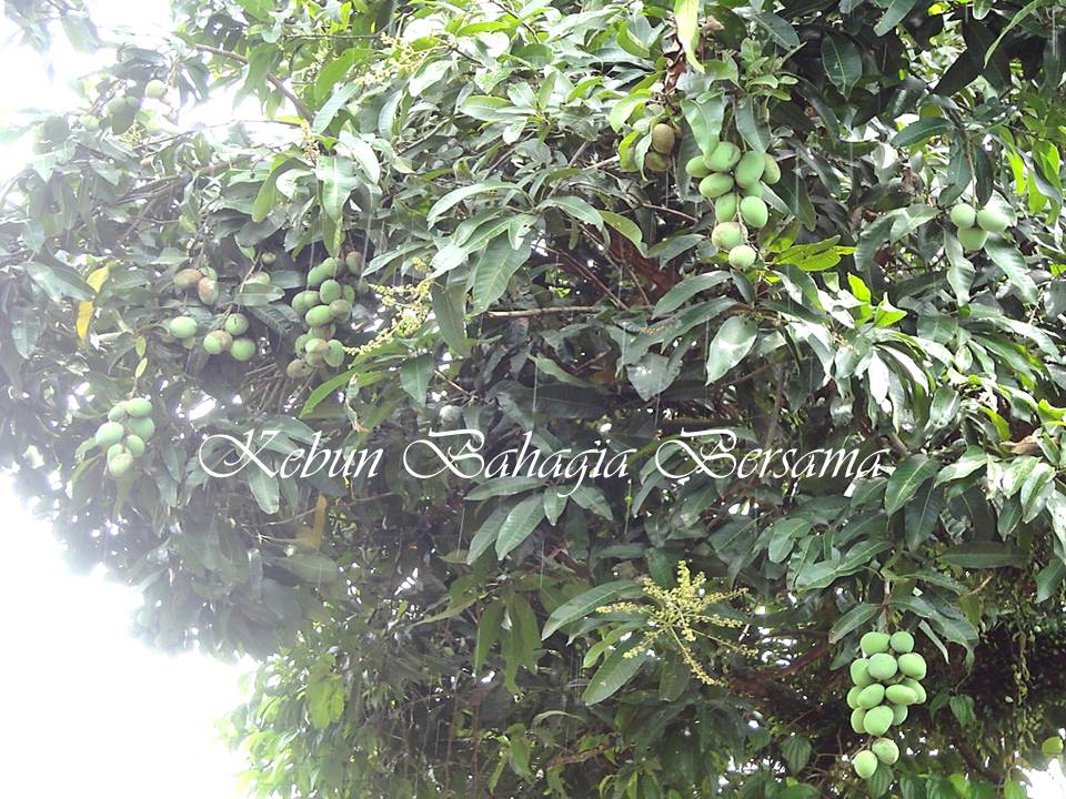 Kebun Bahagia Bersama: Anak pokok Mempelam telur