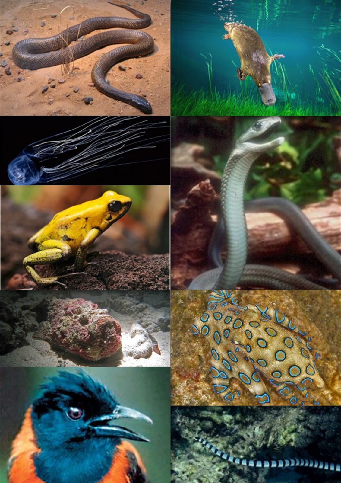 Los animales más venenosos del planeta ~ La Vida es Infinito