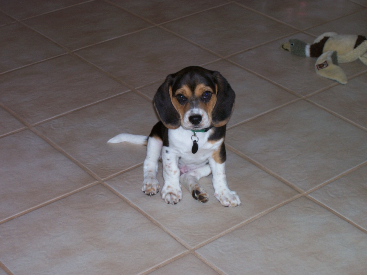 Two Fancy Beagles