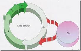 Cusevi y Pemaco: La fase G0
