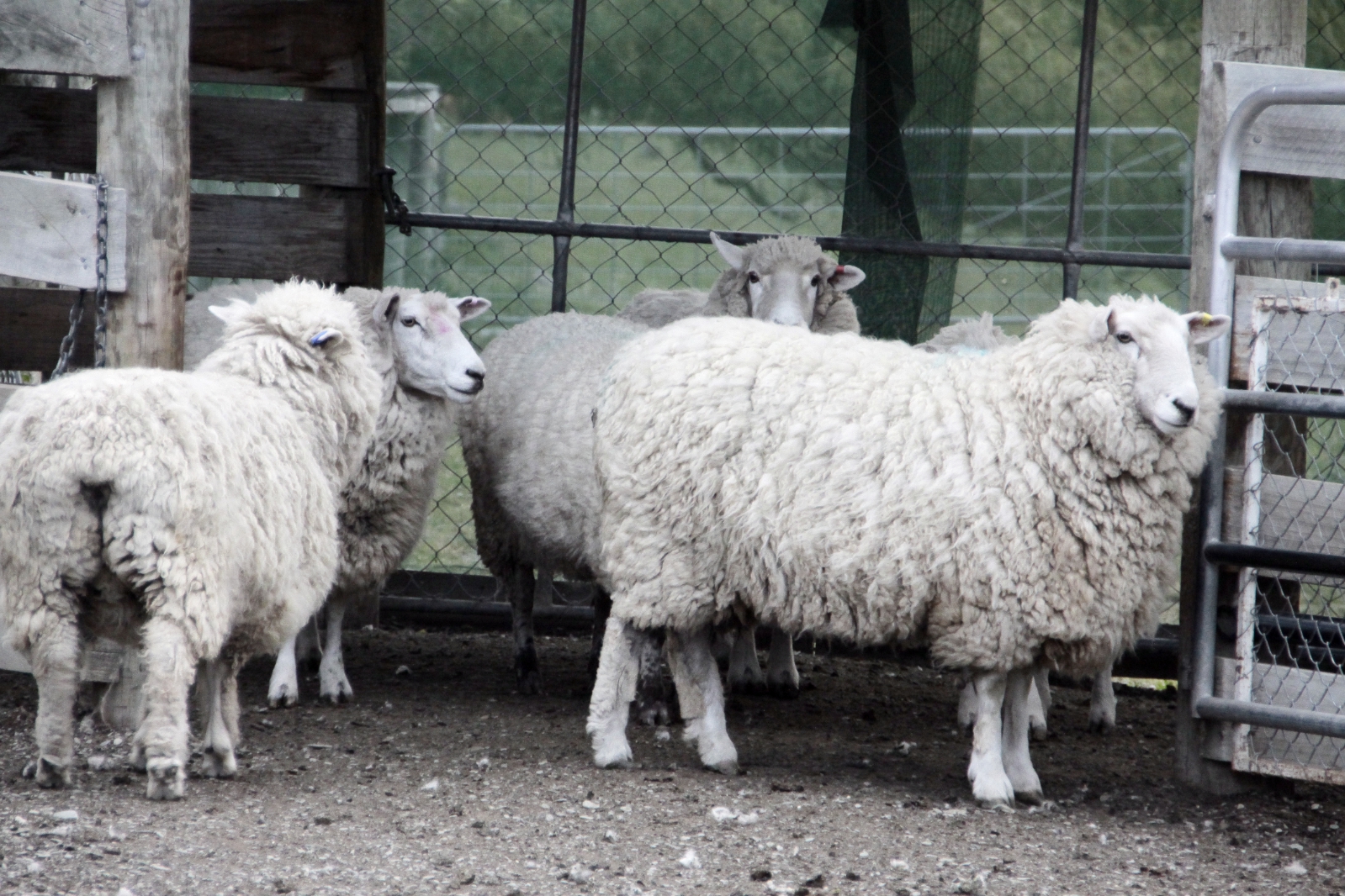 Ford Family Photos: Waiting Sheep - Walter Peak Sheep Station ...