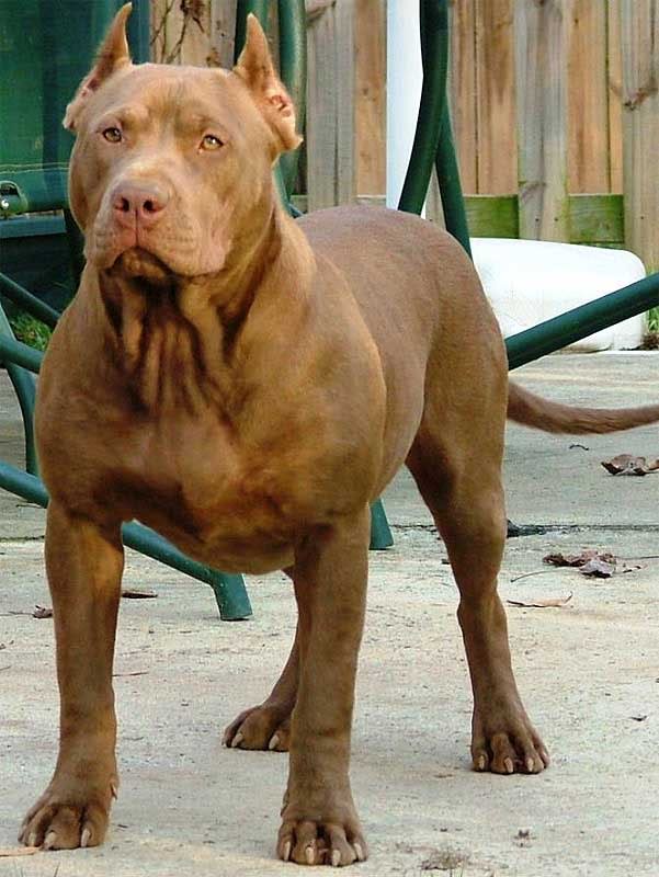 freePitbull: Standard dell'American Pit Bull Terrier e dell'American ...