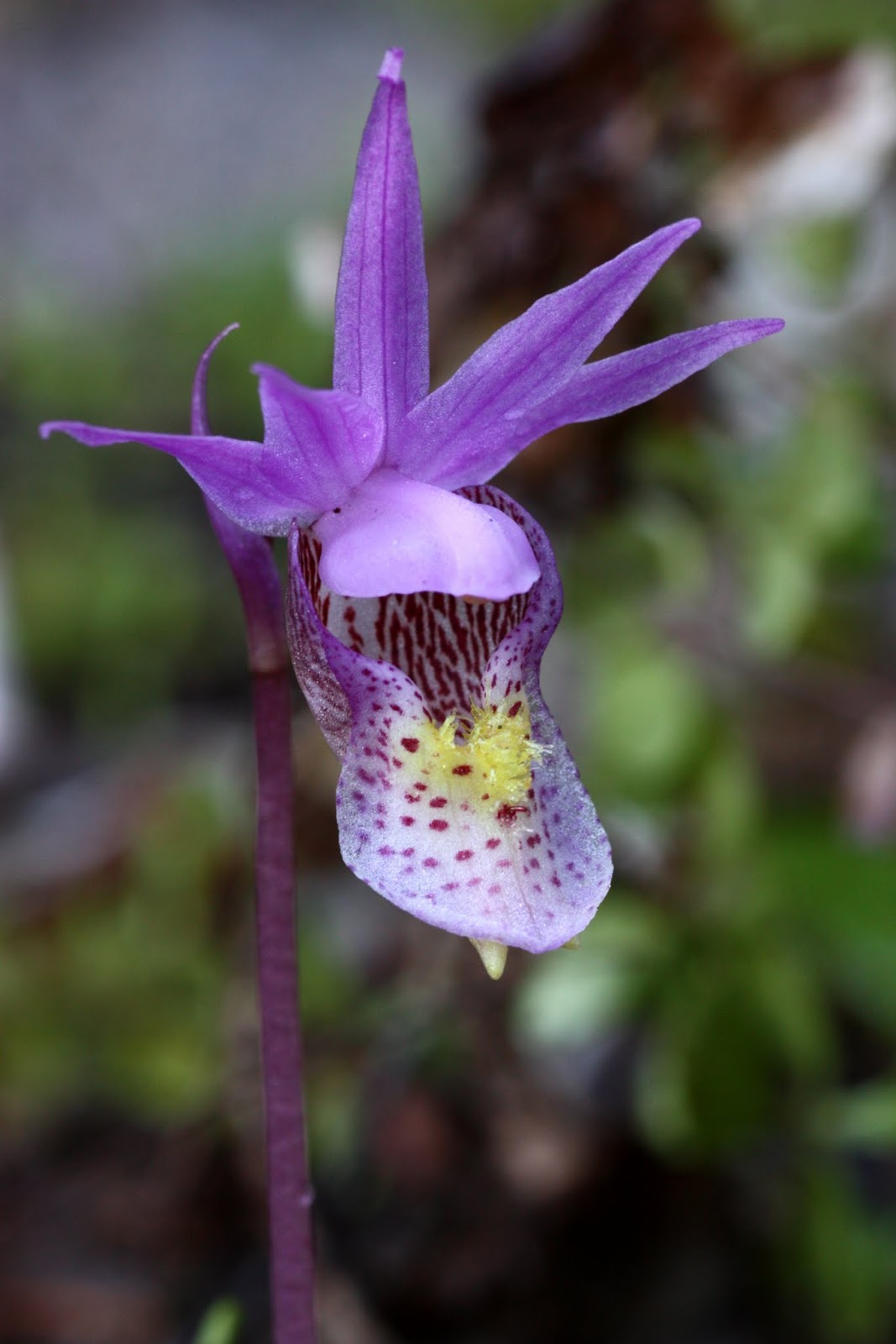 Native Orchids of the Pacific Northwest and the Canadian Rockies (and ...
