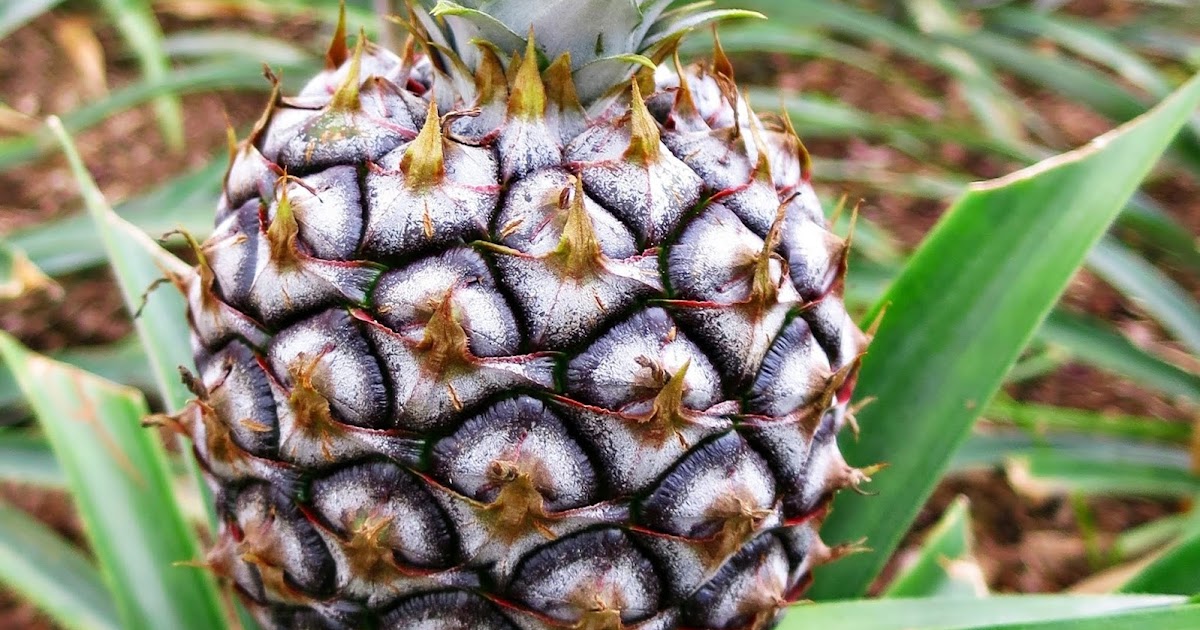 Cool Shots: Ananás dos Açores - O original