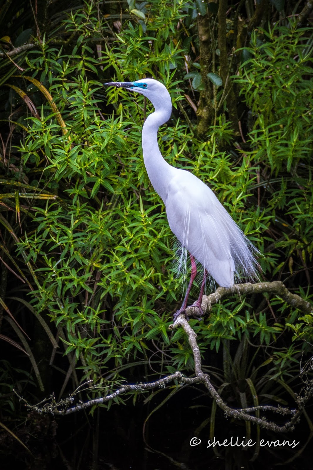 Two Go Tiki Touring: White Herons of Waitangiroto