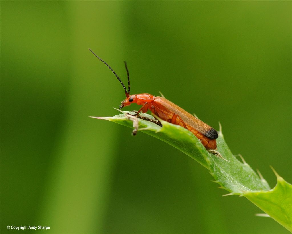Pilley Bridge Nature Reserve: July 2012