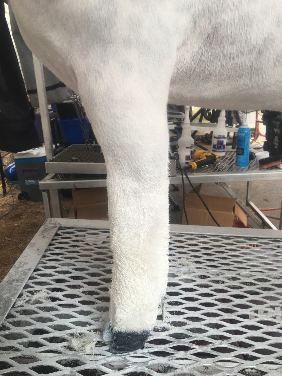 MITTAG Blog: 2017 FITTING PERFECTION CONTEST | SHEEP + GOAT DIVISION
