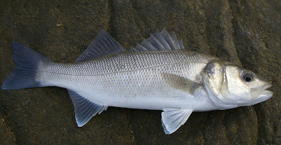 El robalo: Robaliza (también llamada robalo o lubina)