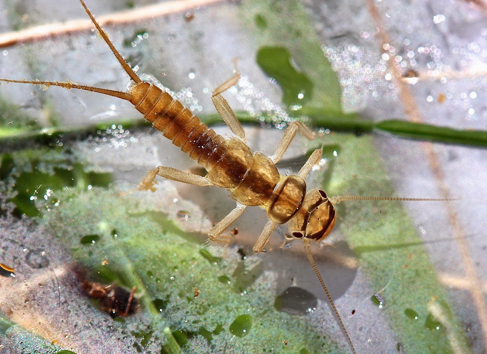 Aquatic Insects of Central Virginia: Colorful stoneflies at the Lynch River