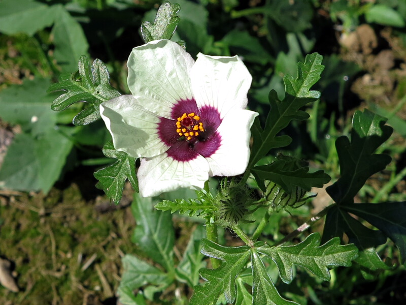The Joyce Road Neighborhood: Wildflower - Venice Mallow