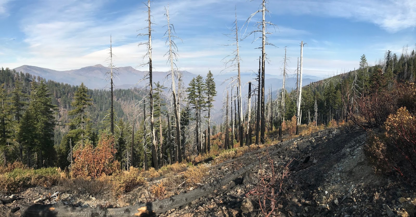 The Siskiyou Crest : Klondike Fire: Fire Ecology in the Biscuit Reburn