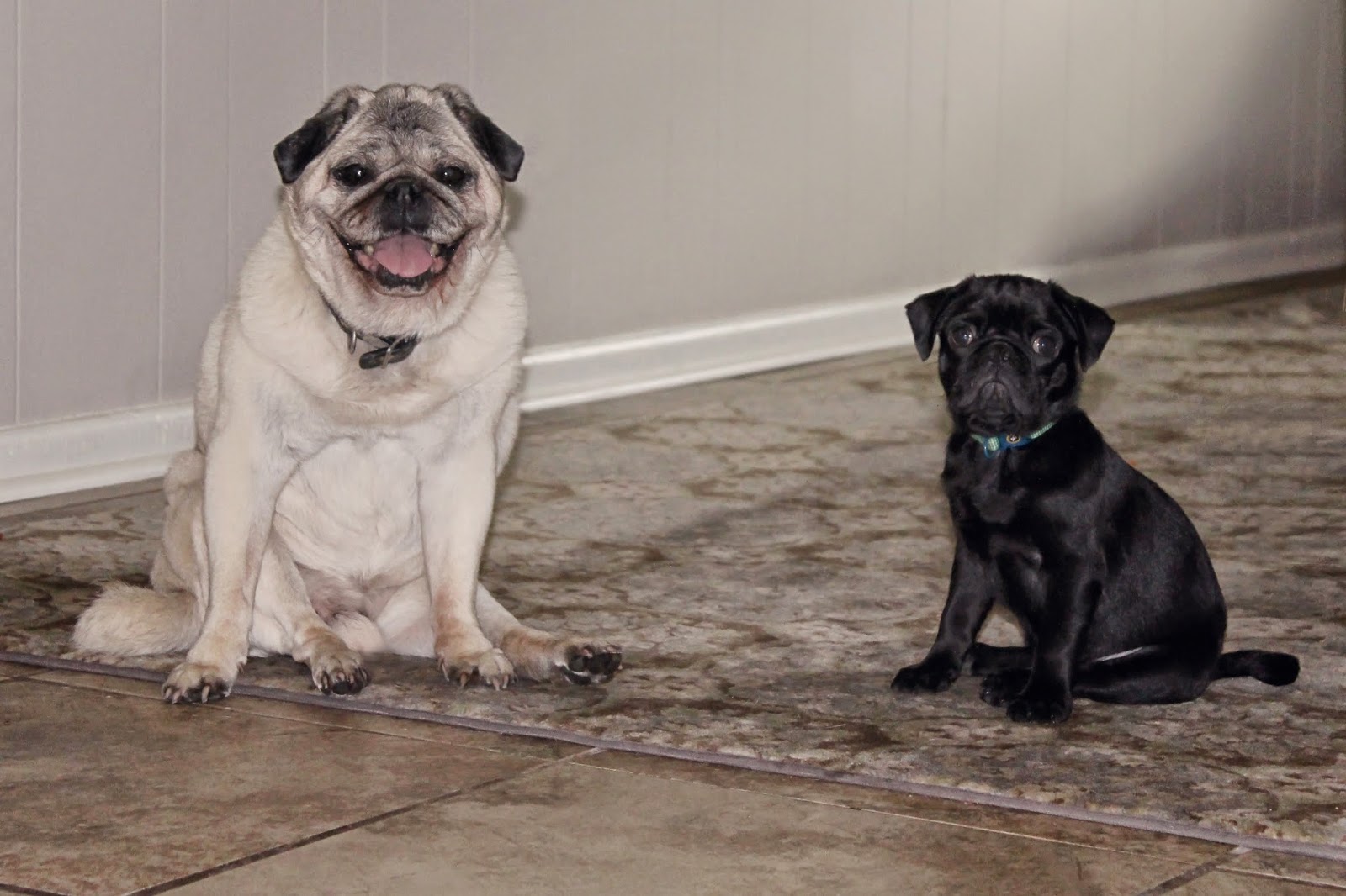 The Butlers: Pip the Pug