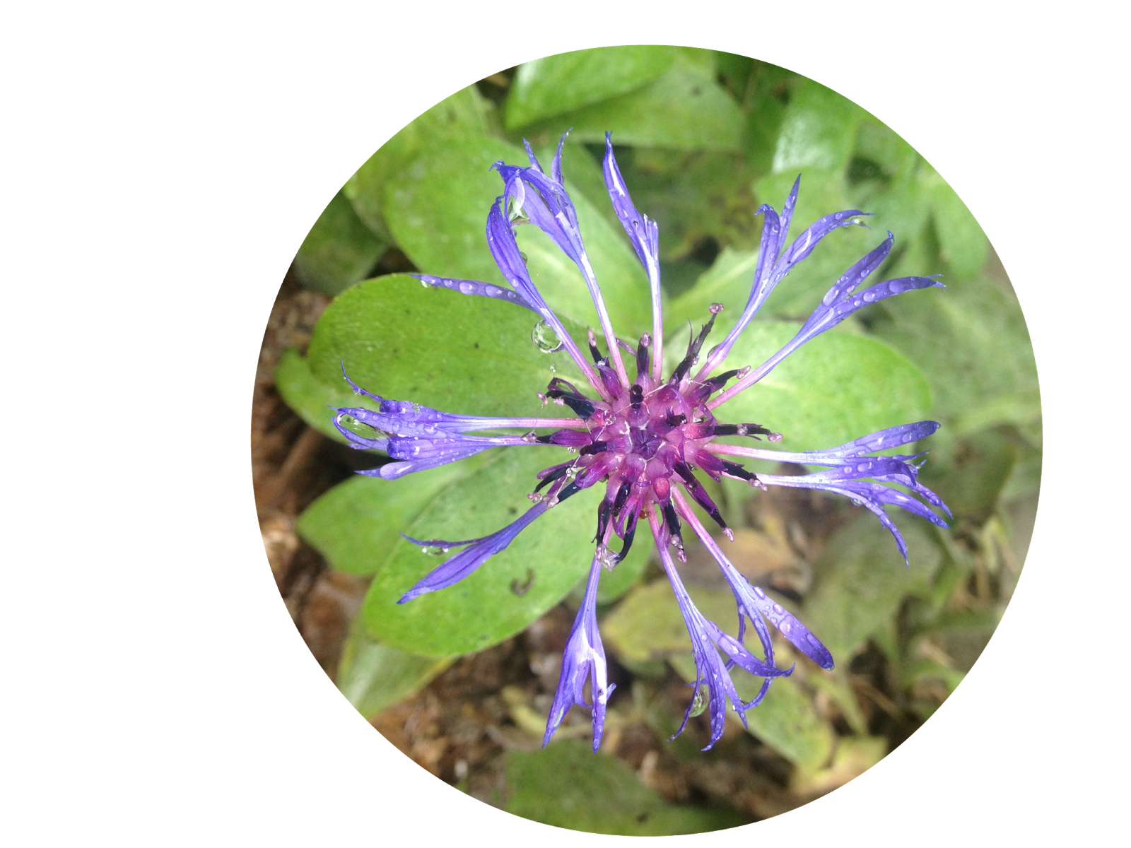 Seeing Patterns in Nature