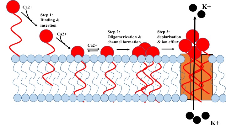 Internal Medicine Pharmacotherapy: "How it works" series: Daptomycin
