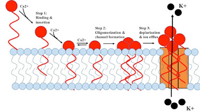 Internal Medicine Pharmacotherapy: "How it works" series: Daptomycin