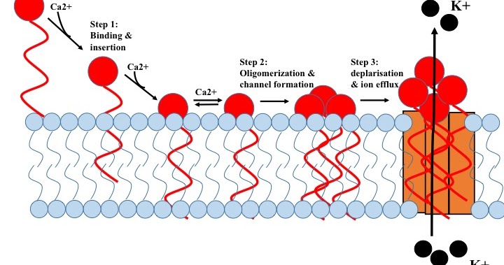 Internal Medicine Pharmacotherapy: "How it works" series: Daptomycin