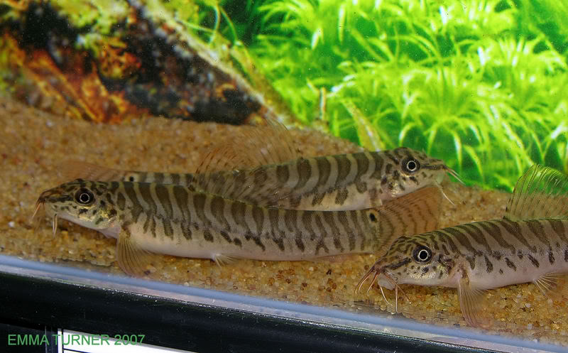 Tiger loach -Vairan ehirawa -(Acanthocobitis urophthalmus) | FRESHWATER ...