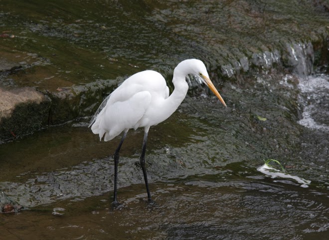 BIRDING - Kyoto, Kansai and Japan: egrets