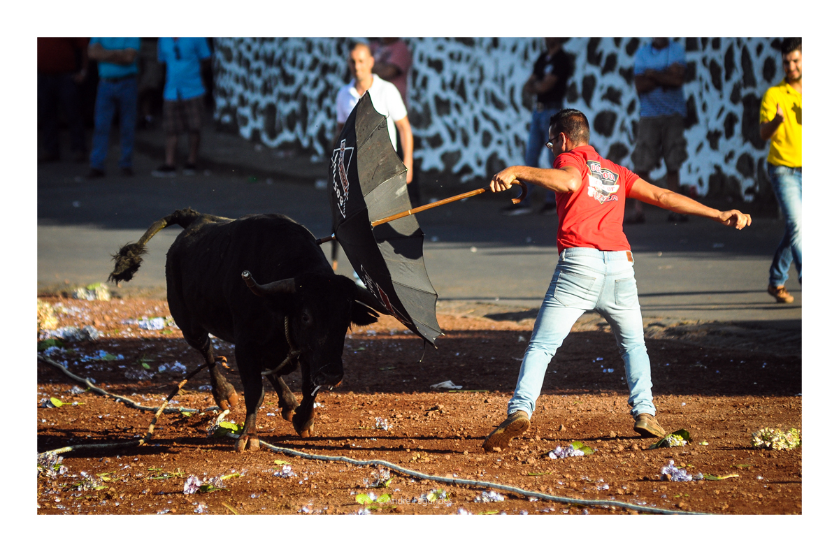 Casa Agrícola José Albino Fernandes: Imagens da Tourada na Vila de São ...