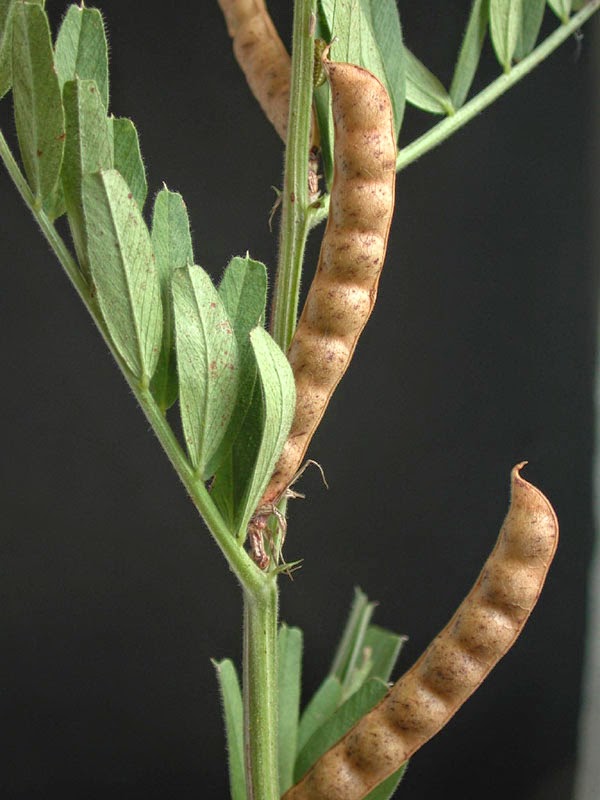 solitary dog sculptor: Botany - Botanica: Vicia - sp. Sativa - 20 ...