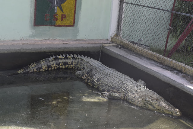 KRIASAUN ANIMAL IHA TIMOR-LESTE