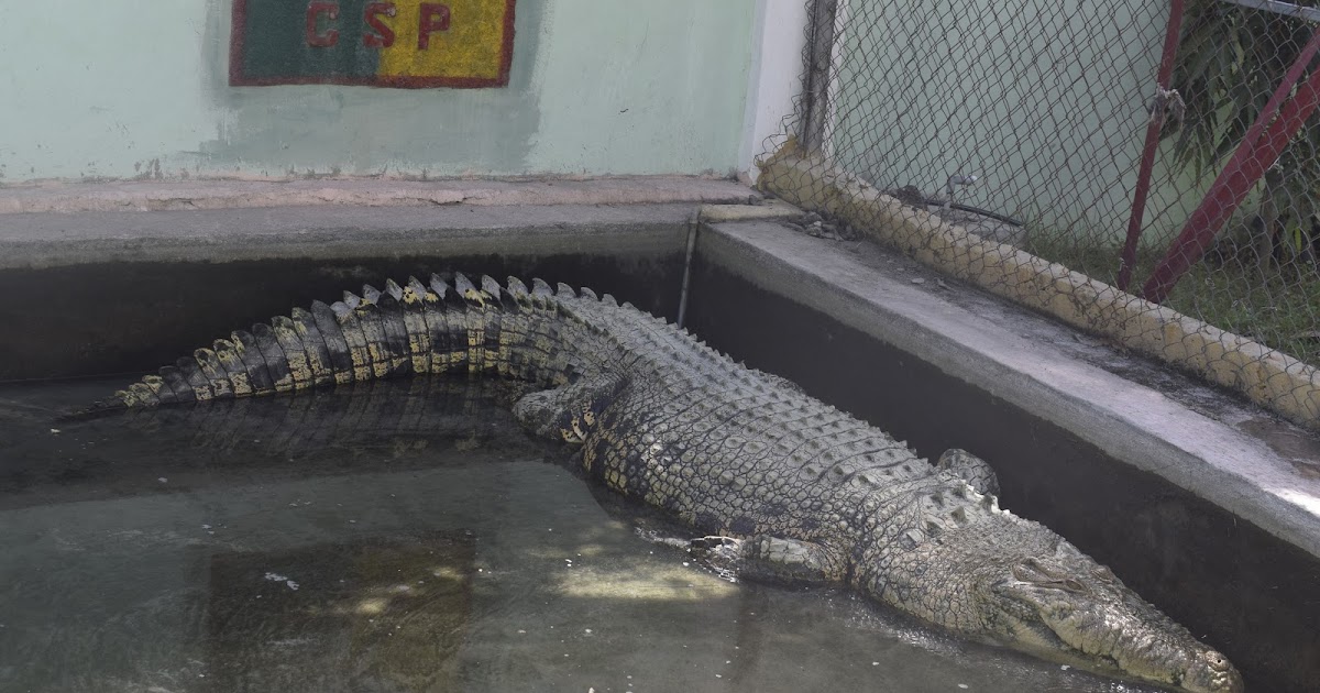 KRIASAUN ANIMAL IHA TIMOR-LESTE