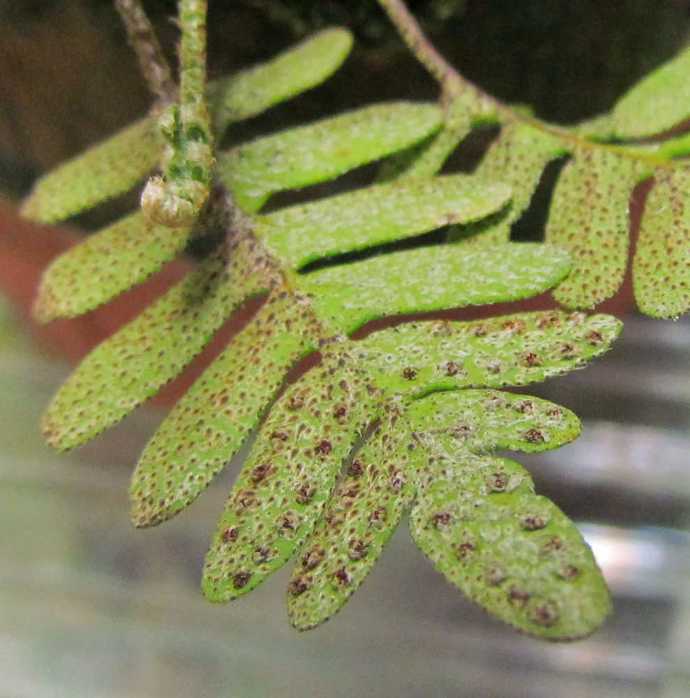 Pleurothallidinae: Pleopeltis polypodioides