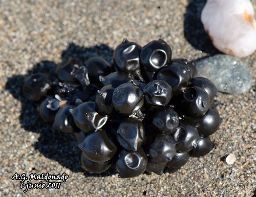 Biodiversidad Costa Granadina y ... (Fauna): Sepia o jibia (Sepia ...