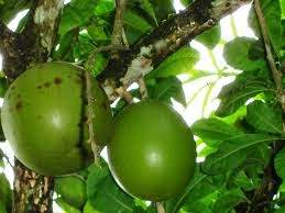 VER ART GALLERY: CHAPTER 5: TAPARAS, A STORY OF FRIENDSHIP