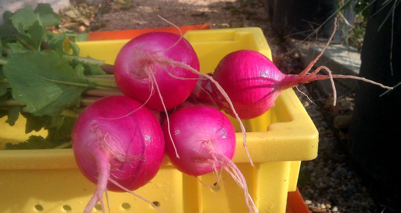 The Garden of Eatin' at The Inn at Little Washington: October 2012