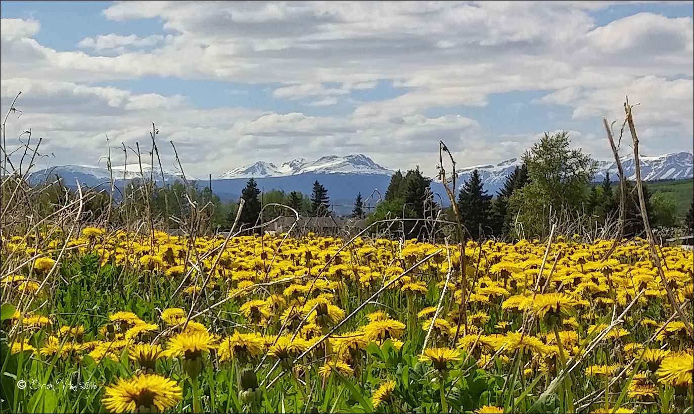 Northern Interior British Columbia: Field Of Dandelions Telkwa Mountain ...