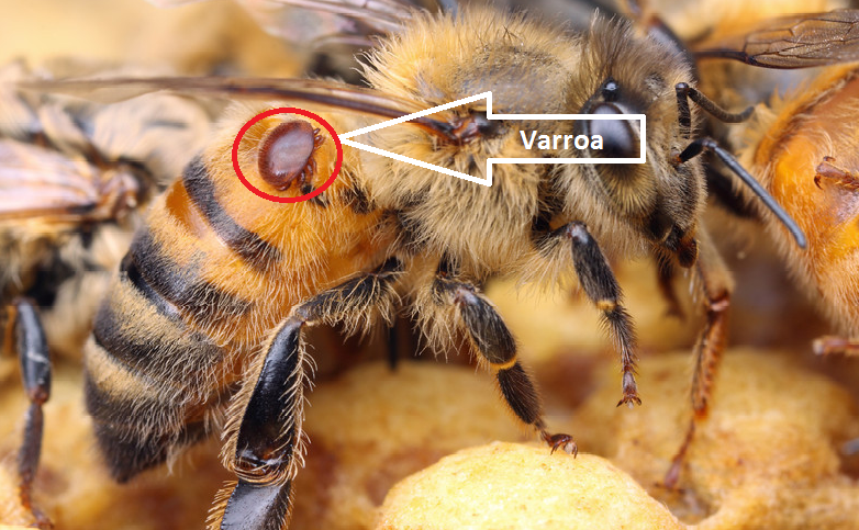Sauvons les Abeilles du monde: La Varroase