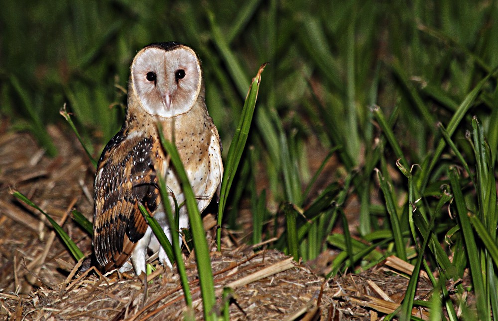 tyto tony: December 2012